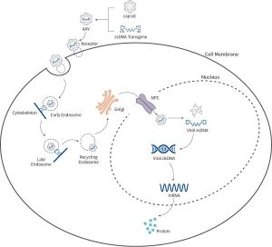Adeno-associated virus (AAV) Packaging: A Comprehensive Exploration of its Packaging, Mechanisms ...