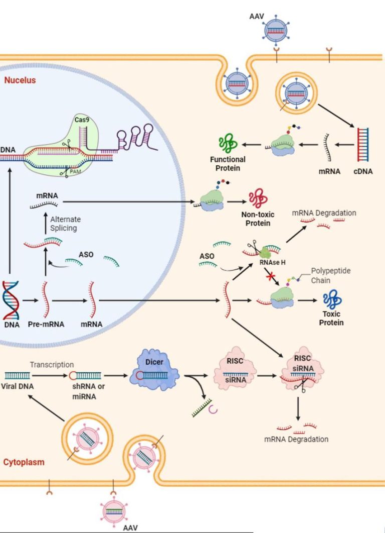 Understanding ALS: The Role of Gene Therapy in Treating Amyotrophic ...