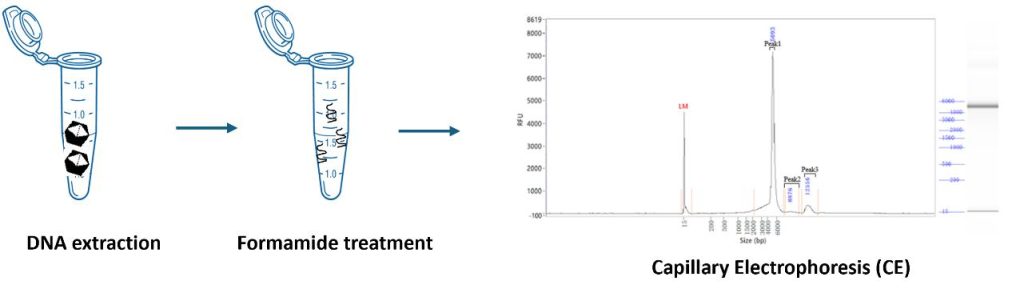 Overview of Key AAV Analytical Testing for Gene Therapy Development ...