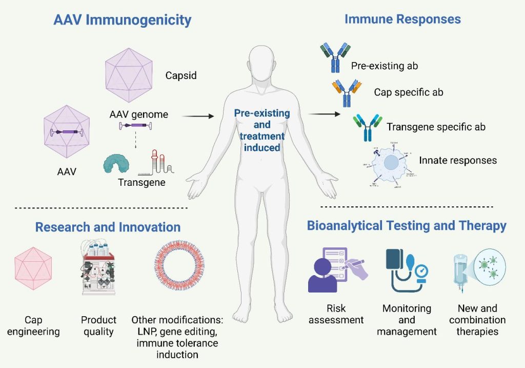 AAV Immunogenicity: Challenges, Developments, and Innovations ...