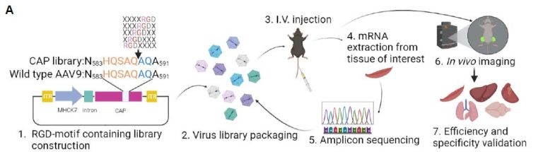 Engineered AAV Capsids: Muscle-Specific Transduction and Liver ...