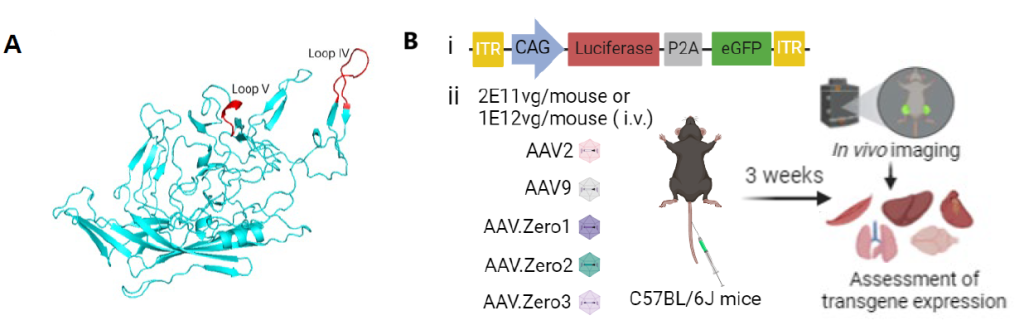 Engineered AAV Capsids: Muscle-Specific Transduction and Liver ...
