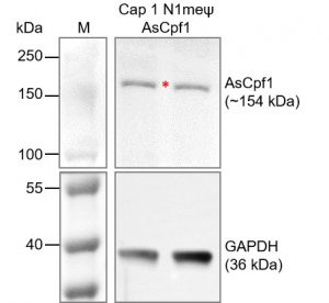 Cap 1 N1meψ AsCpf1 mRNA | PackGene Biotech