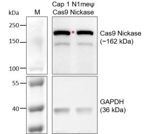 Cap 1 N1meψ Cas9 Nickase mRNA | PackGene Biotech