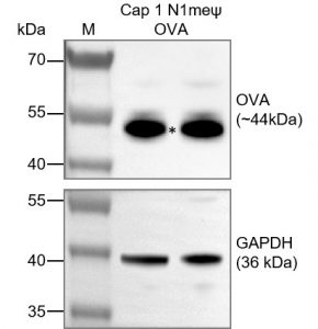 Cap 1 N1meψ OVA mRNA | PackGene Biotech