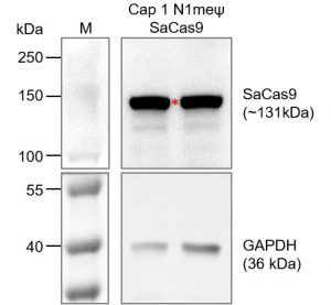 Cap 1 N1meψ SaCas9 mRNA | PackGene Biotech