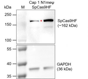 Cap 1 N1meψ SpCas9HF mRNA | PackGene Biotech