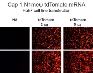 Cap 1 N1meψ tdTomato mRNA | PackGene Biotech