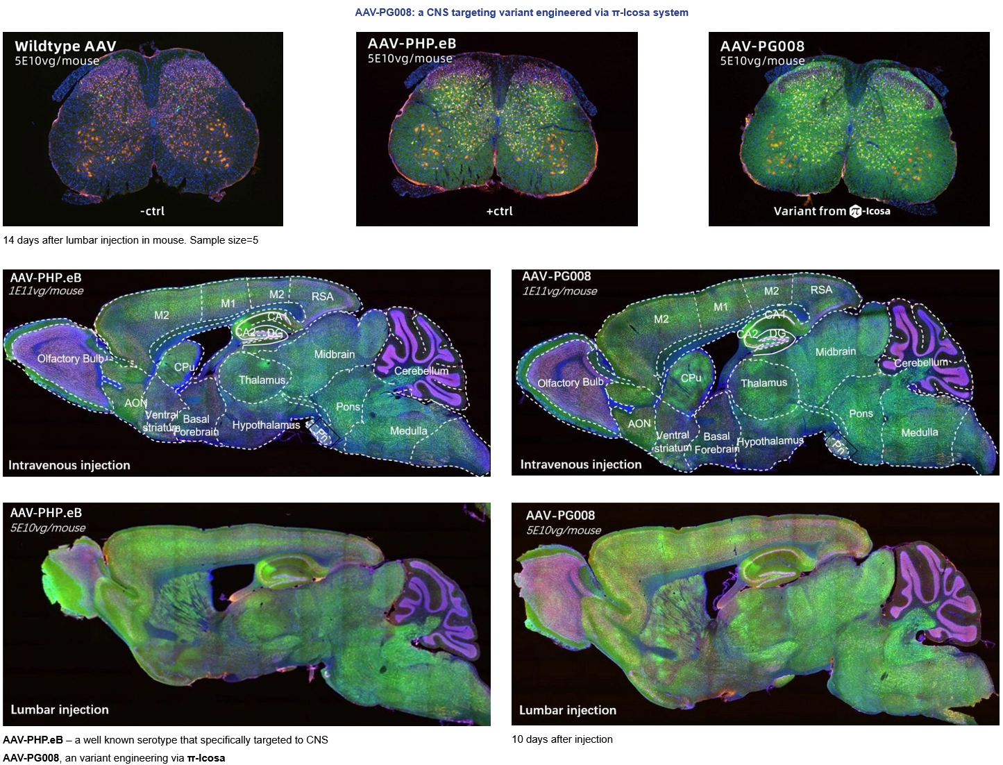 AAV Capsid Engineering | PackGene Biotech