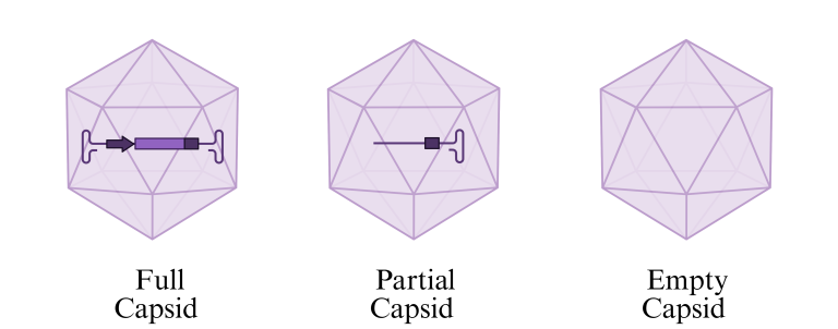 AAV Vector Characterization: Analytical Methods for Full, Empty and ...