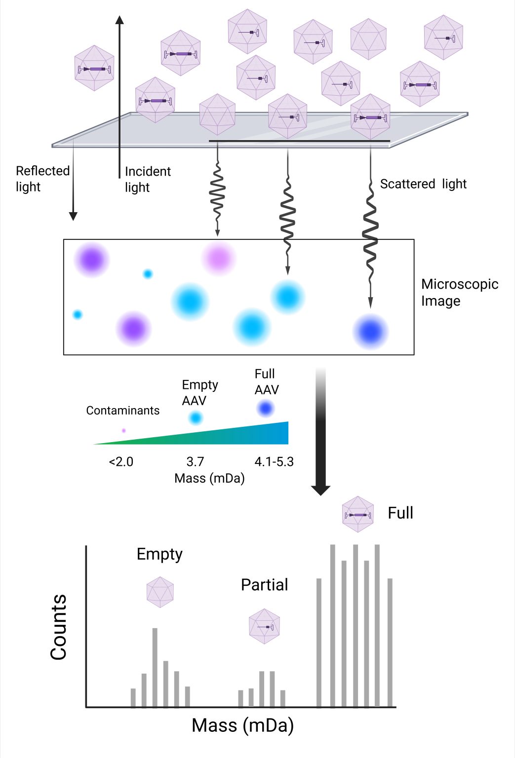 AAV Vector Characterization: Analytical Methods for Full, Empty and ...