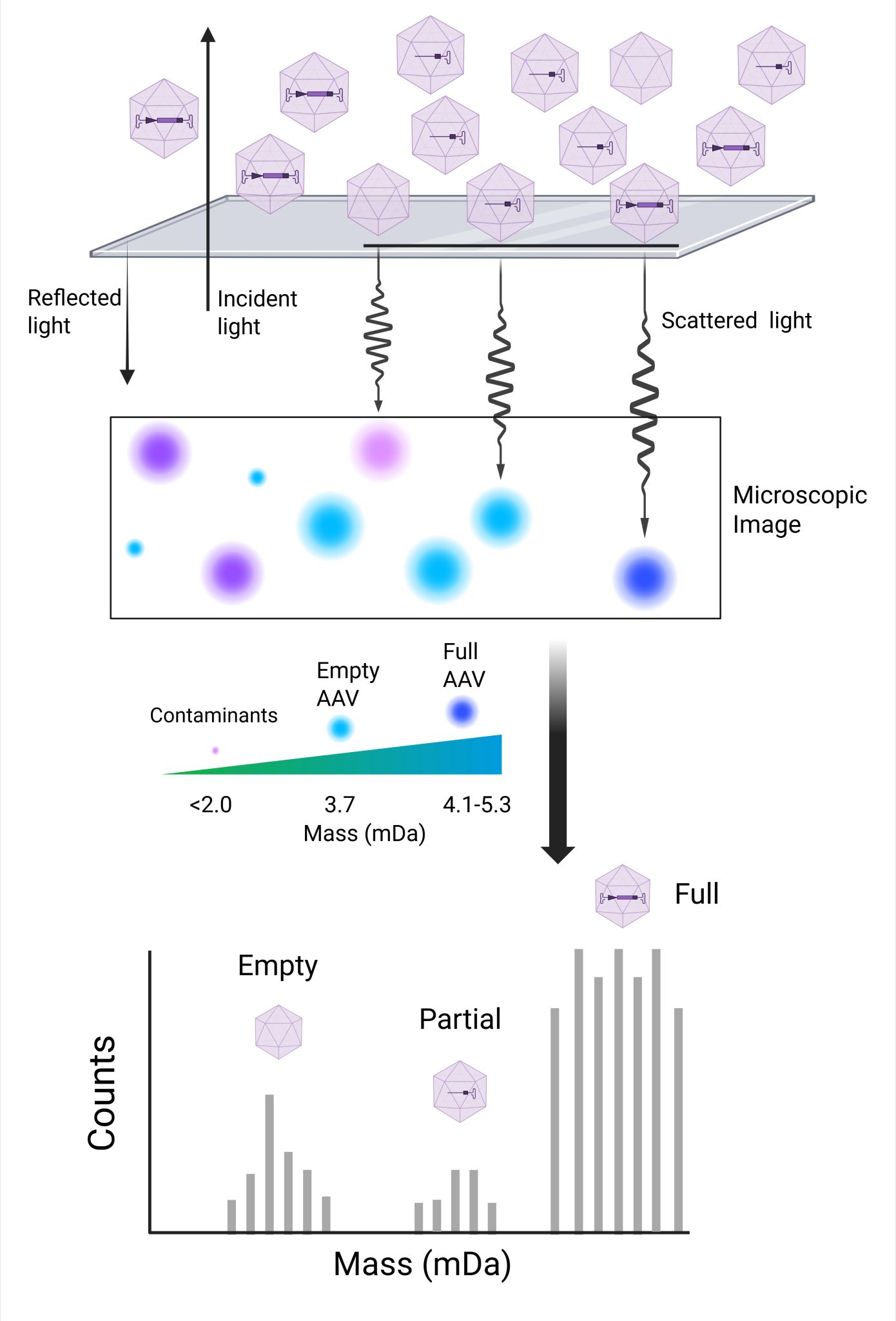 AAV Vector Characterization: Analytical Methods for Full, Empty and ...