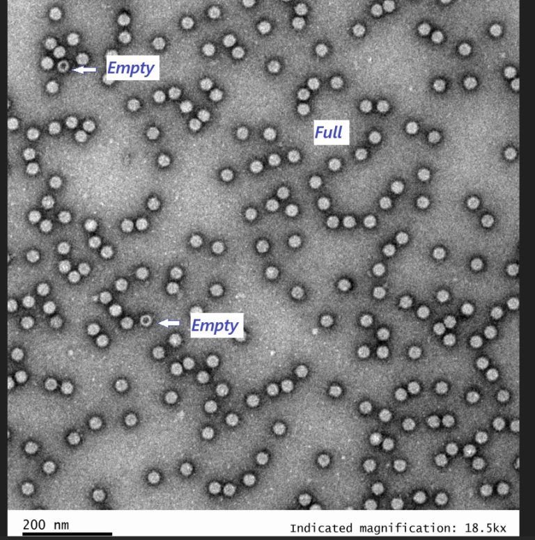 AAV Vector Characterization: Analytical Methods for Full, Empty and Partial Capsid Ratio ...