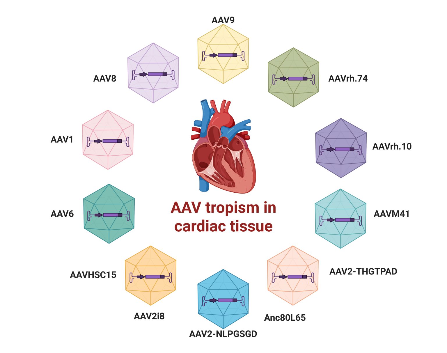 AAV Gene Therapy in Cardiovascular Disease | PackGene Biotech