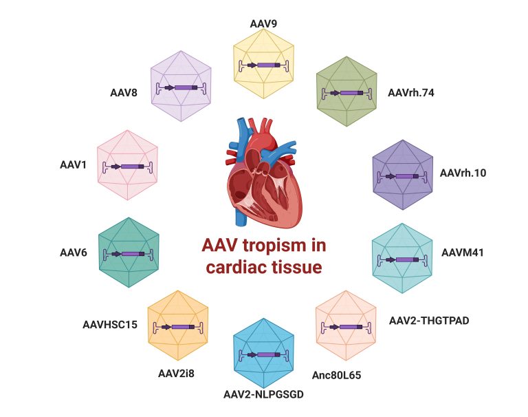 AAV Gene Therapy in Cardiovascular Disease | PackGene Biotech